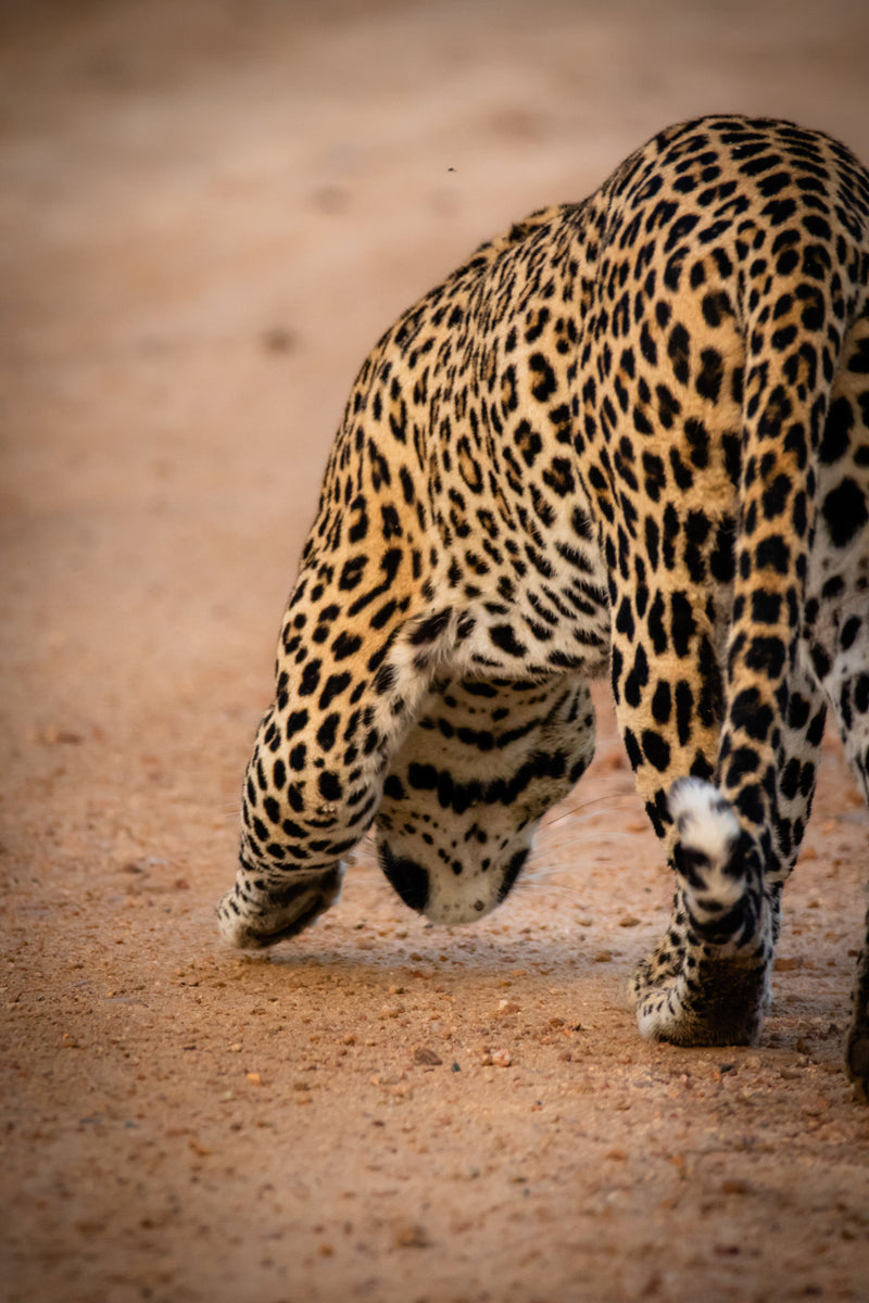 Lepard Print: 13 – Canvas & More