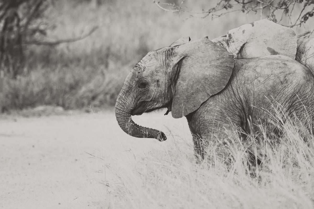 Elephant Print: 6 – Canvas & More