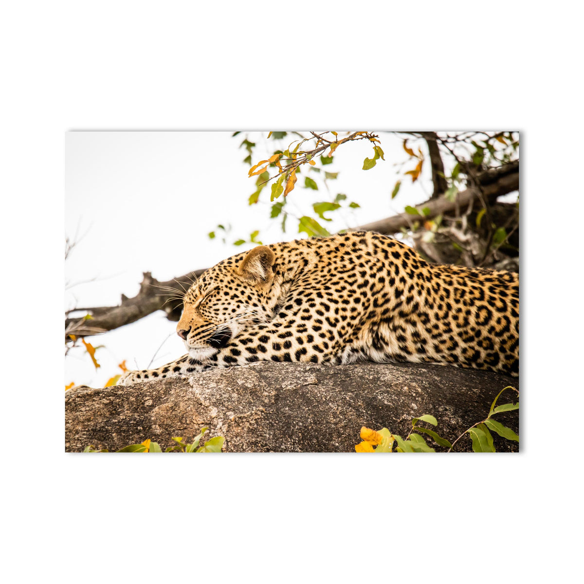 Lepard Print: 10 – Canvas & More