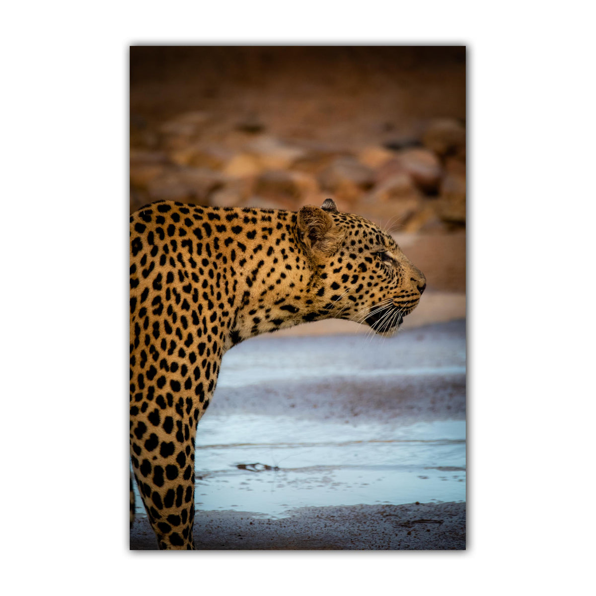 Lepard Print: 14 – Canvas & More