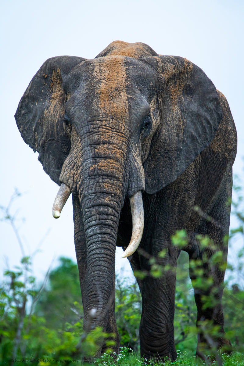 Elephant Print: 22 – Canvas & More