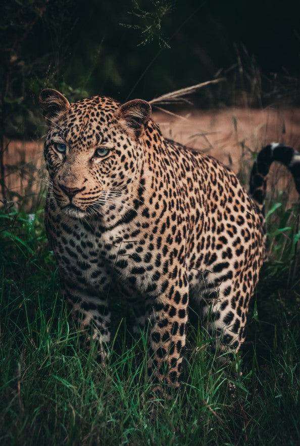 Lepard Print: 27 – Canvas & More