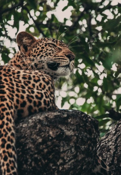 Lepard Print: 40 – Canvas & More