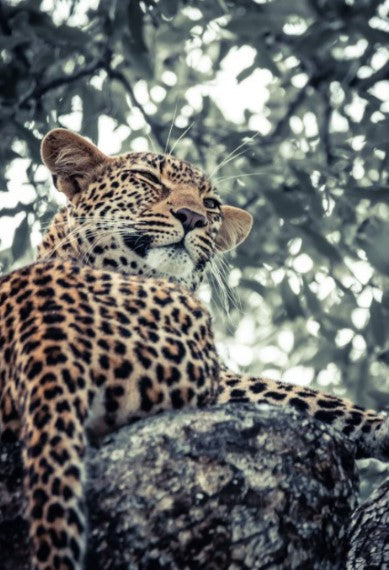 Lepard Print: 41 – Canvas & More