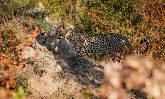 Lepard Print: 44 – Canvas & More