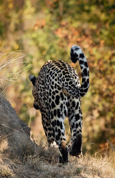 Lepard Print: 45 – Canvas & More