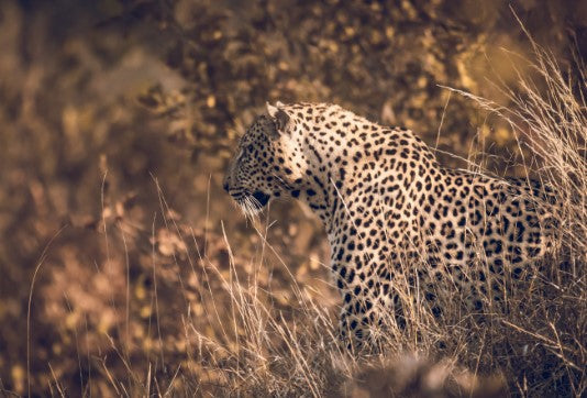 Lepard Print: 46 – Canvas & More