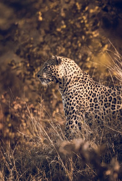 Lepard Print: 48 – Canvas & More