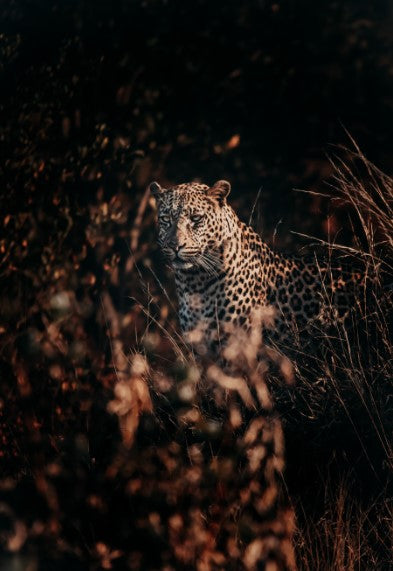 Lepard Print: 50 – Canvas & More