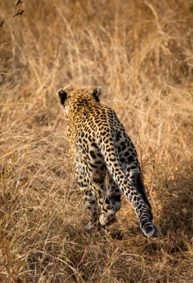 Lepard Print: 53 – Canvas & More