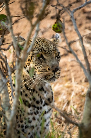 Lepard Print: 55 – Canvas & More